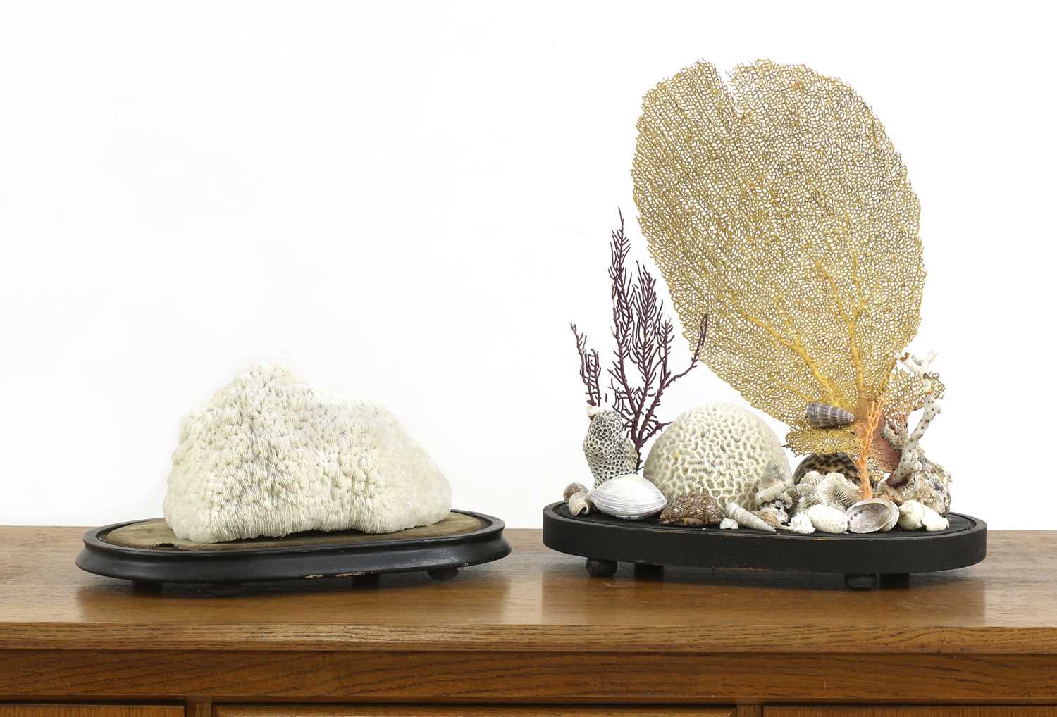 Lot 528 - A shell and coral Wunderkammer display,